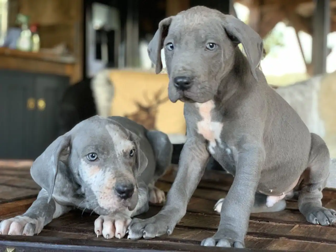 cachorros gran danes de calidad